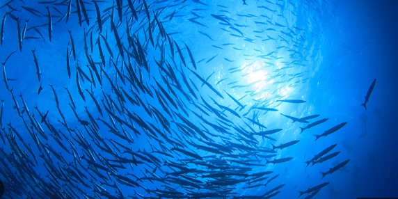 Blue bonds gaining traction in Asia-Pacific – Industry roundup: 19 ...